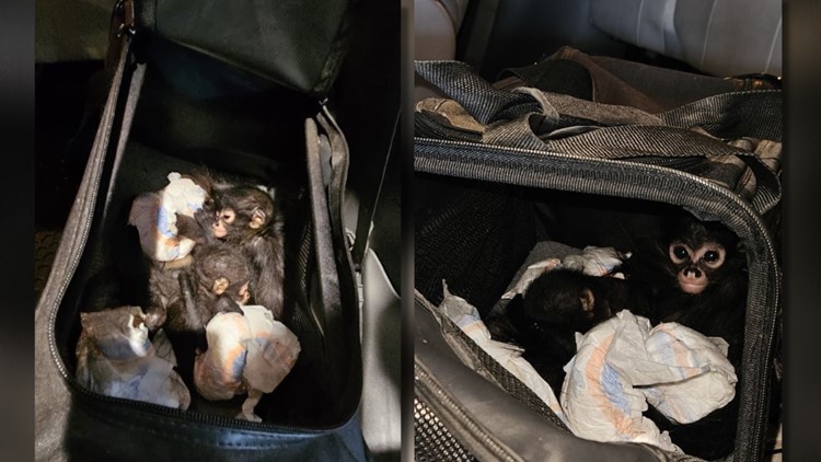 Smugglers caught with spider monkeys at U.S.-Mexico border | cbs8.com