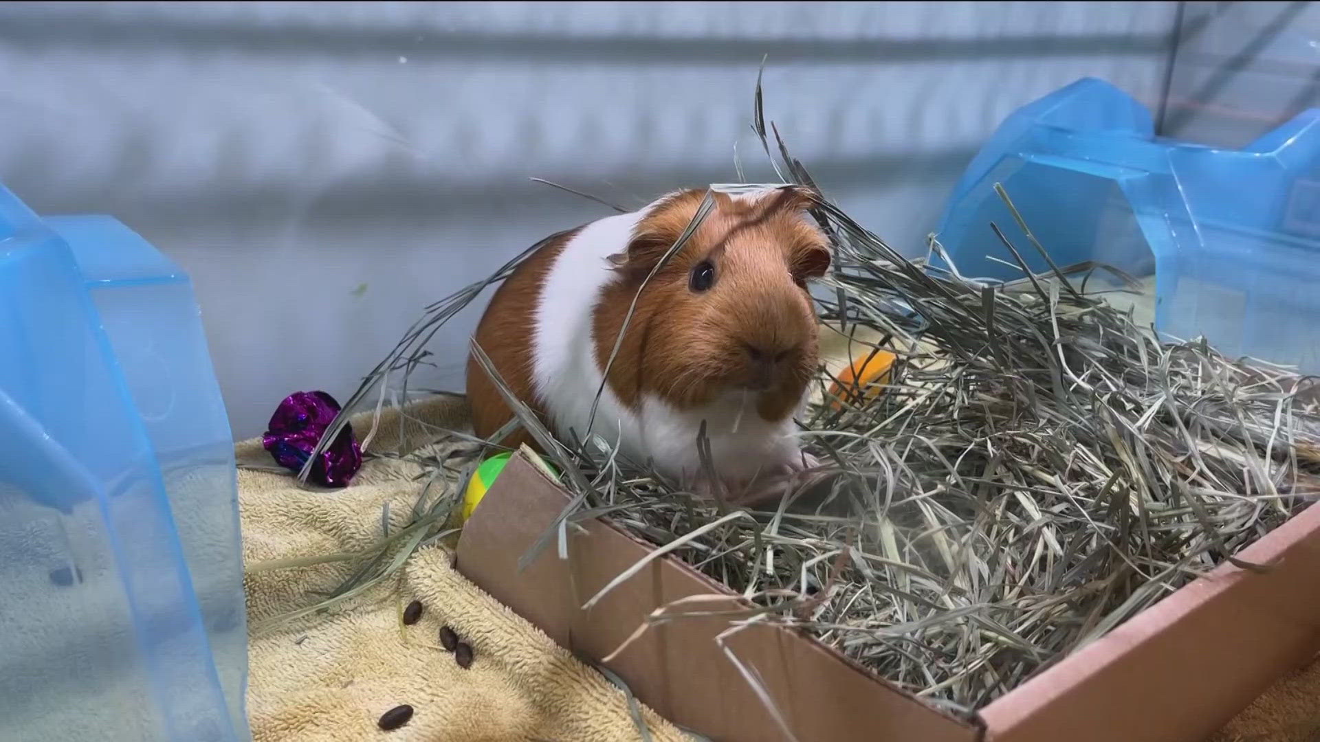 More than 100 guinea pigs up for adoption following hoarding situation | cbs8.com