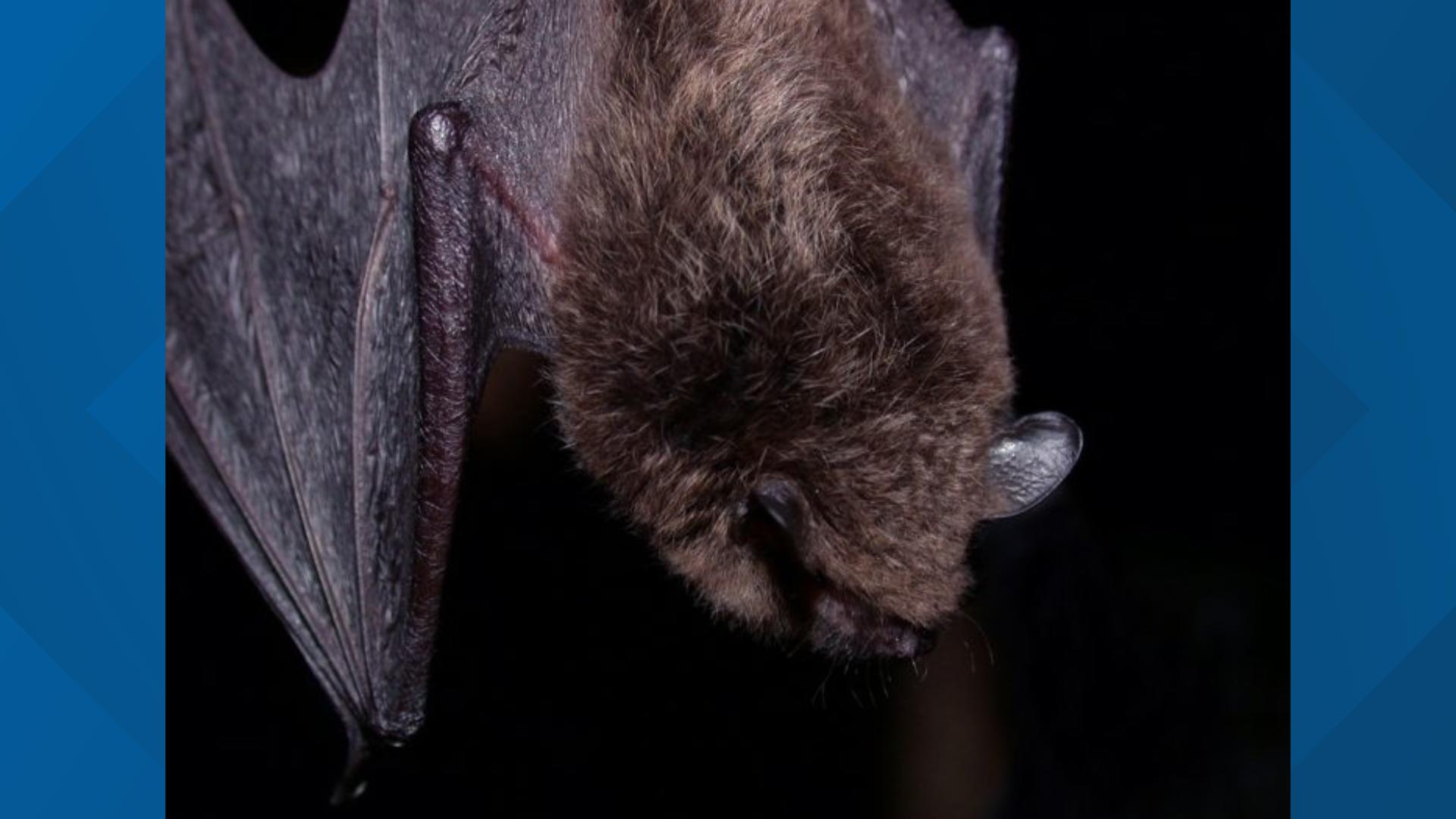 Oceanside residents urged to report contact with rabid bat | cbs8.com