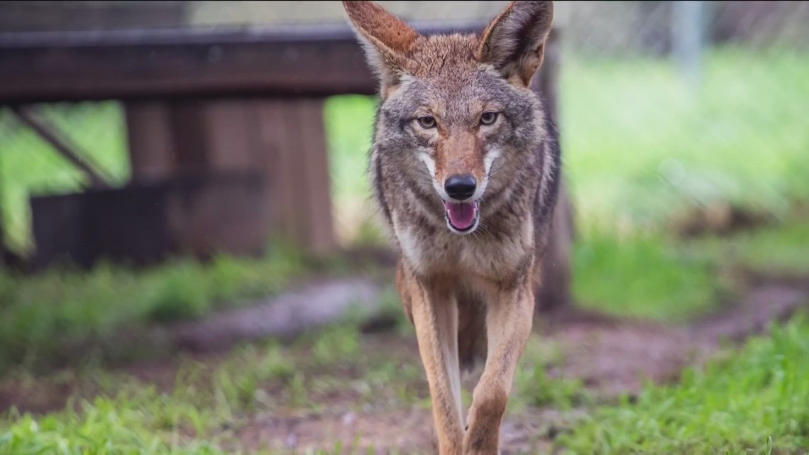 Coyote Sightings On The Rise Across San Diego County Cbs8