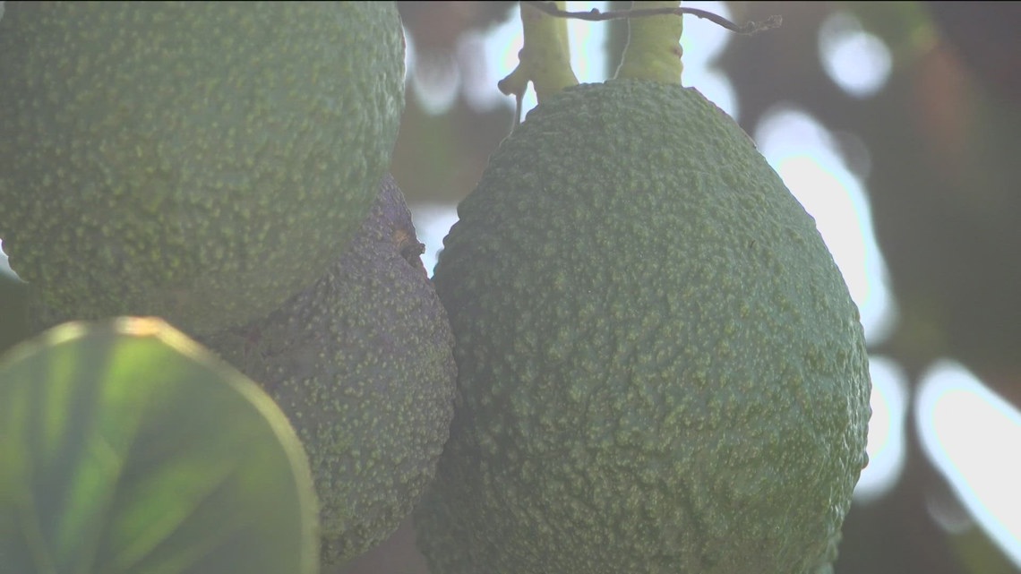 California avocado growers worry over USDA inspection shift | cbs8.com