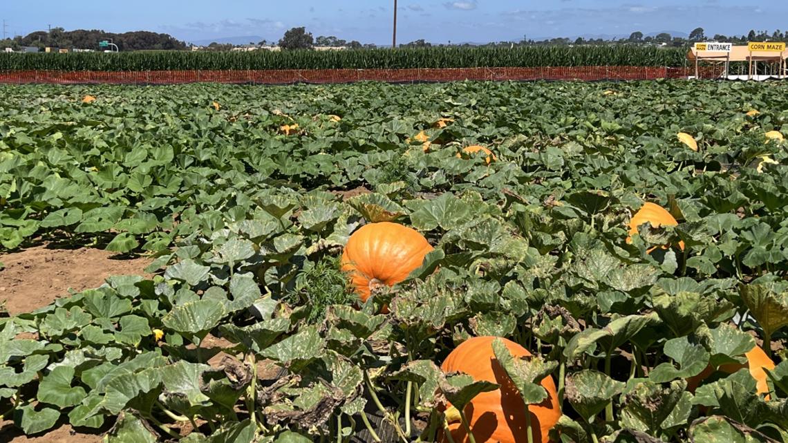 Pumpkin patch San Diego | cbs8.com
