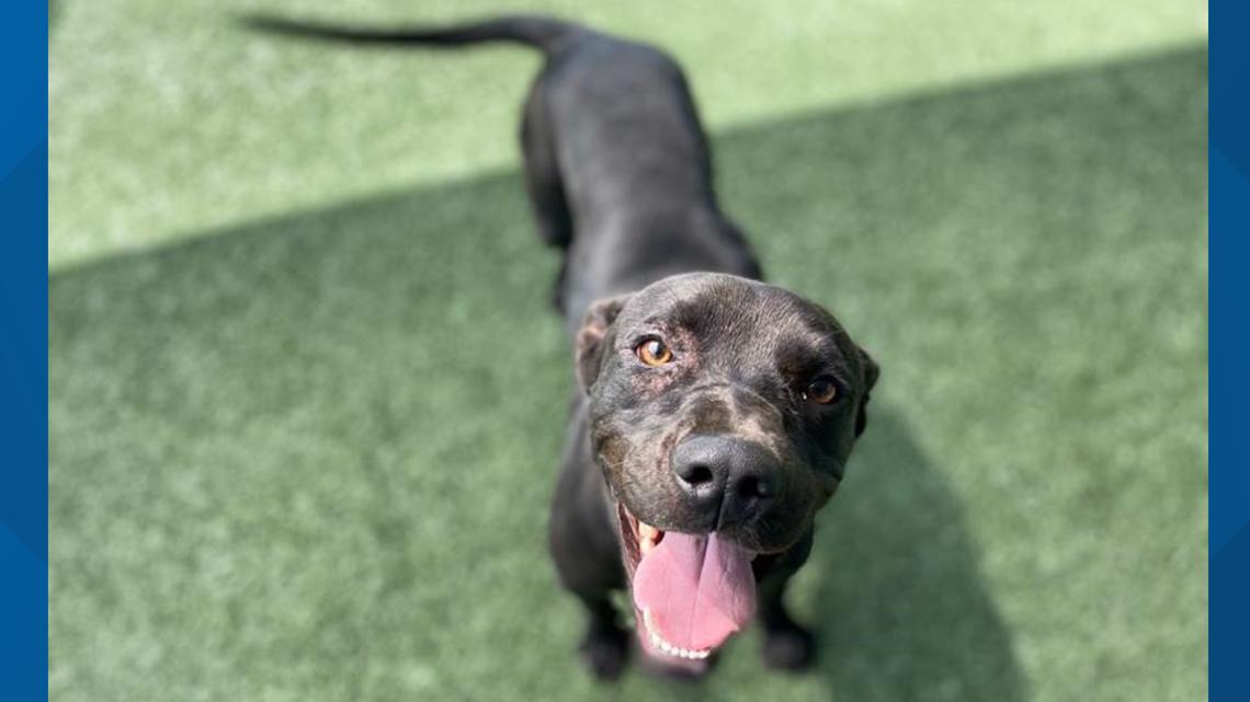 Dogs rescued from Hurricane Delta up for adoption in San Diego | cbs8.com