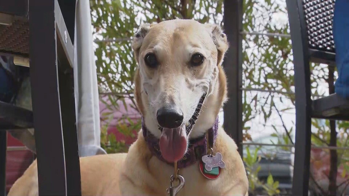 Retired racing dogs enjoy leisurely brunch | cbs8.com