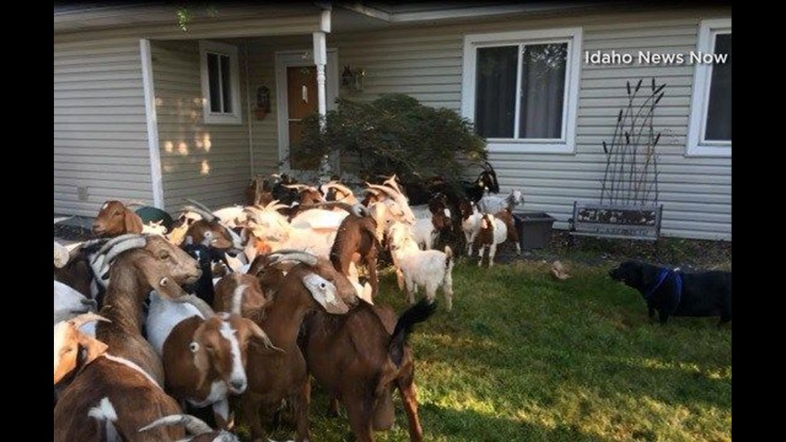 ‘Goat-a-Palooza’: 100 goats take over Boise neighborhood | cbs8.com
