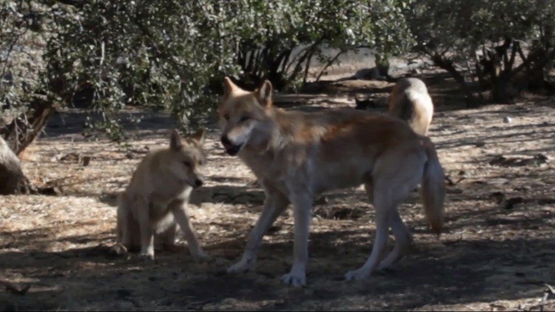 Growing wolf pack at California Wolf Center helping species make ...