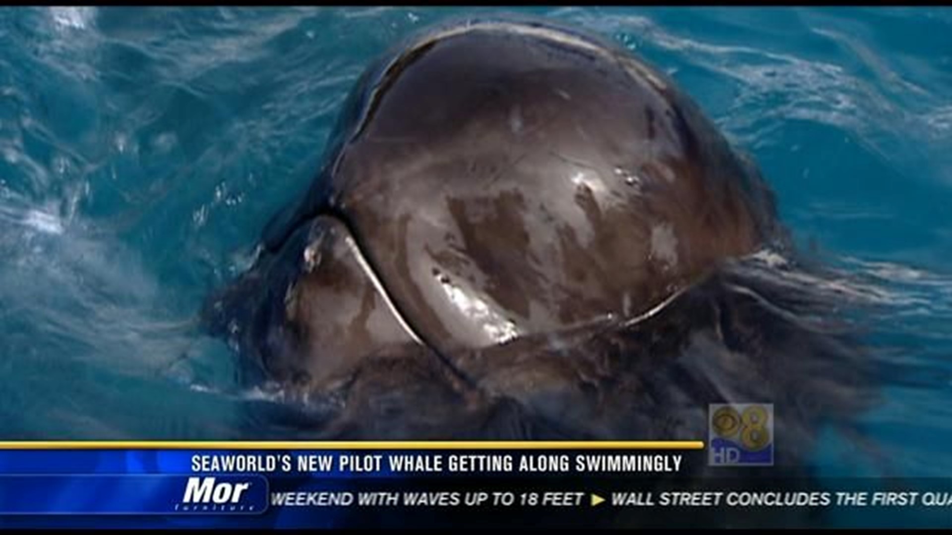 SeaWorld's new pilot whale getting along swimmingly | cbs8.com