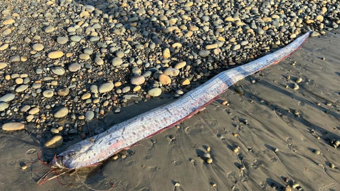 Rare deep-sea oarfish washes up on San Diego beach | cbs8.com