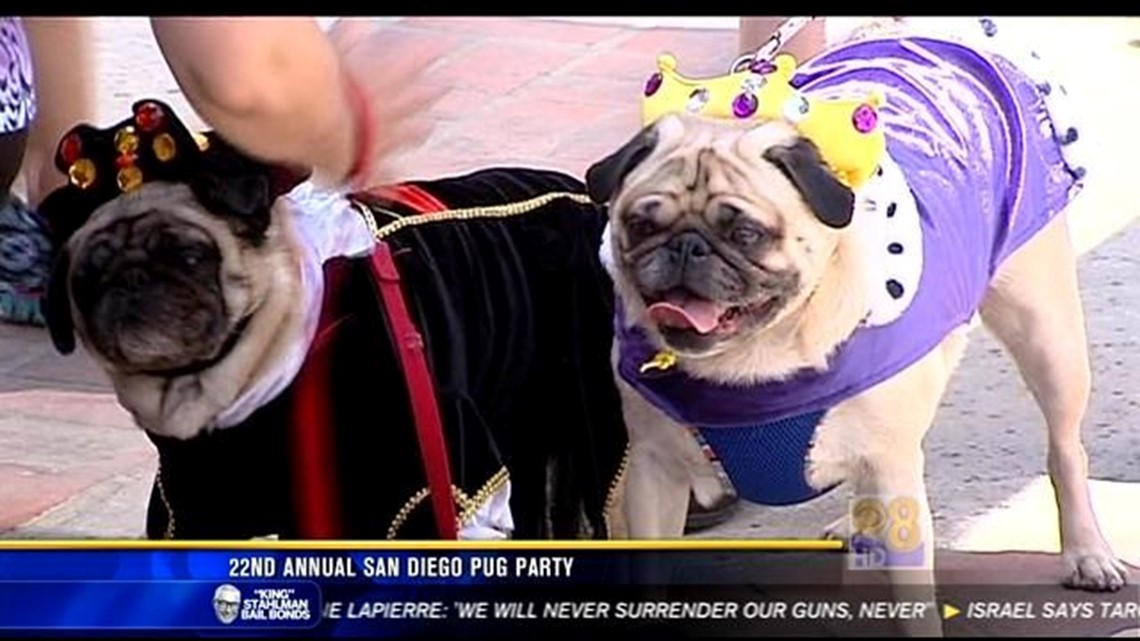 22nd Annual San Diego Pug Party | cbs8.com