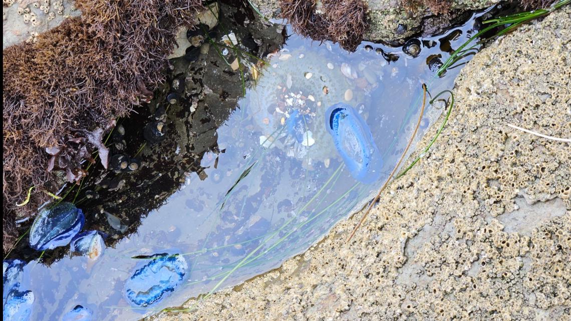 What are the clear, blue things on San Diego beaches? | cbs8.com