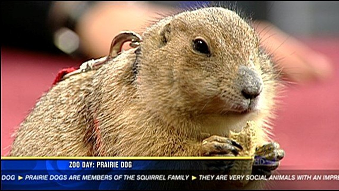 Zoo Day: Prairie dog | cbs8.com
