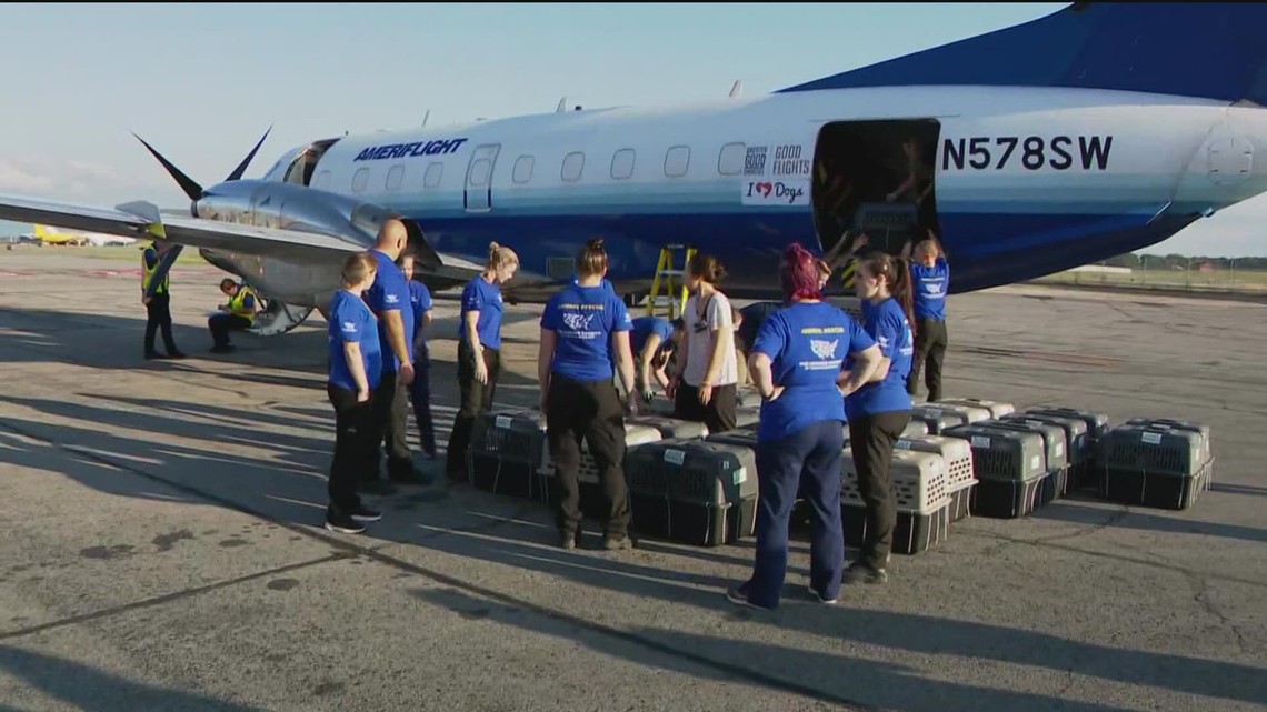 100+ rescued Beagles to arrive in San Diego from Virginia breeding ...