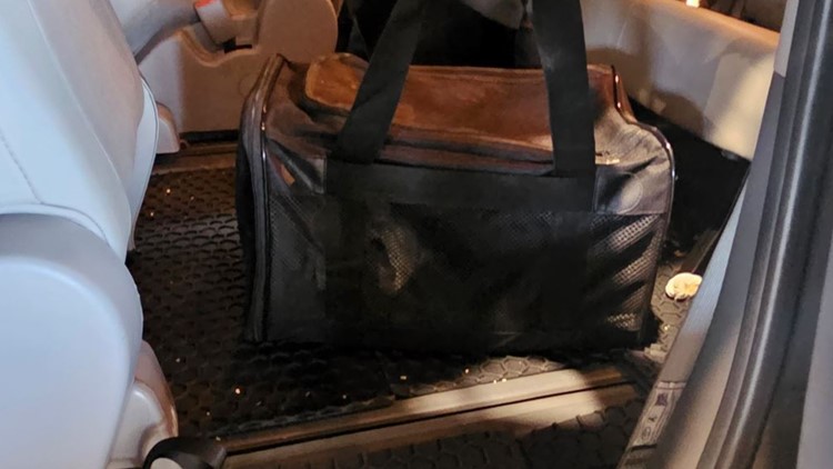 Smugglers caught with spider monkeys at U.S.-Mexico border | cbs8.com