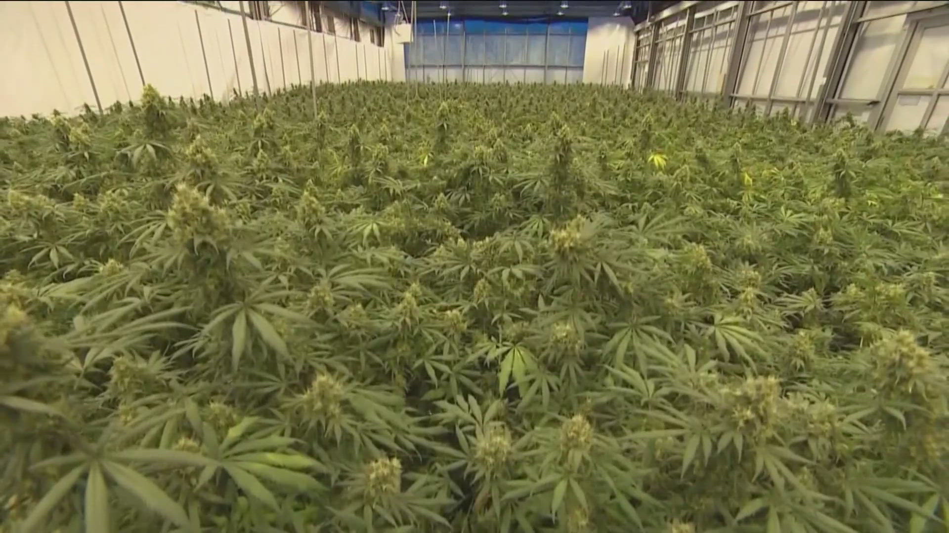 Lauren Graham receives Hollywood Walk of Fame star | cbs8.com