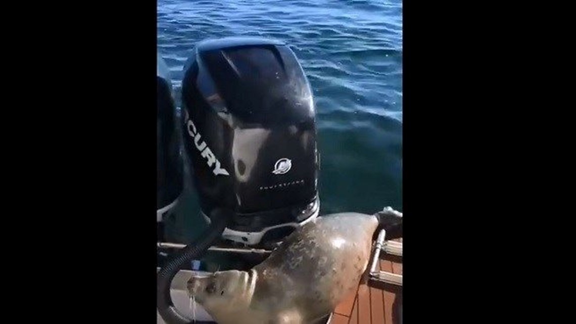 Video catches seal escaping killer whales by jumping onto boat | cbs8.com
