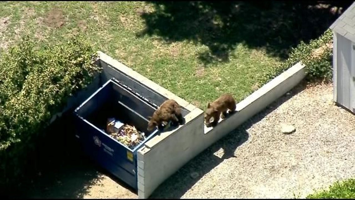 Three bears go dumpster diving in Pasadena | cbs8.com