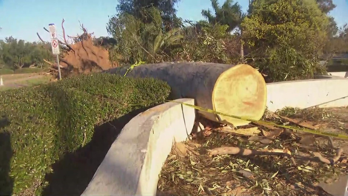 Gusty winds knock down trees; cause traffic headaches across San Diego ...