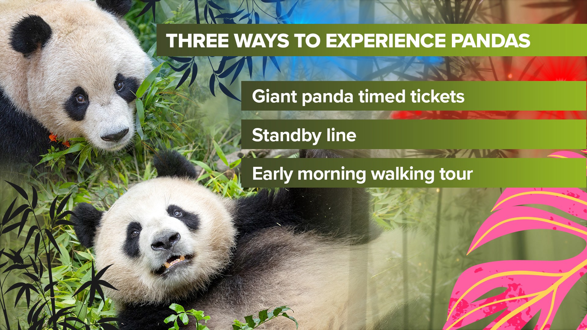 How you can view the giant pandas at San Diego Zoo | cbs8.com
