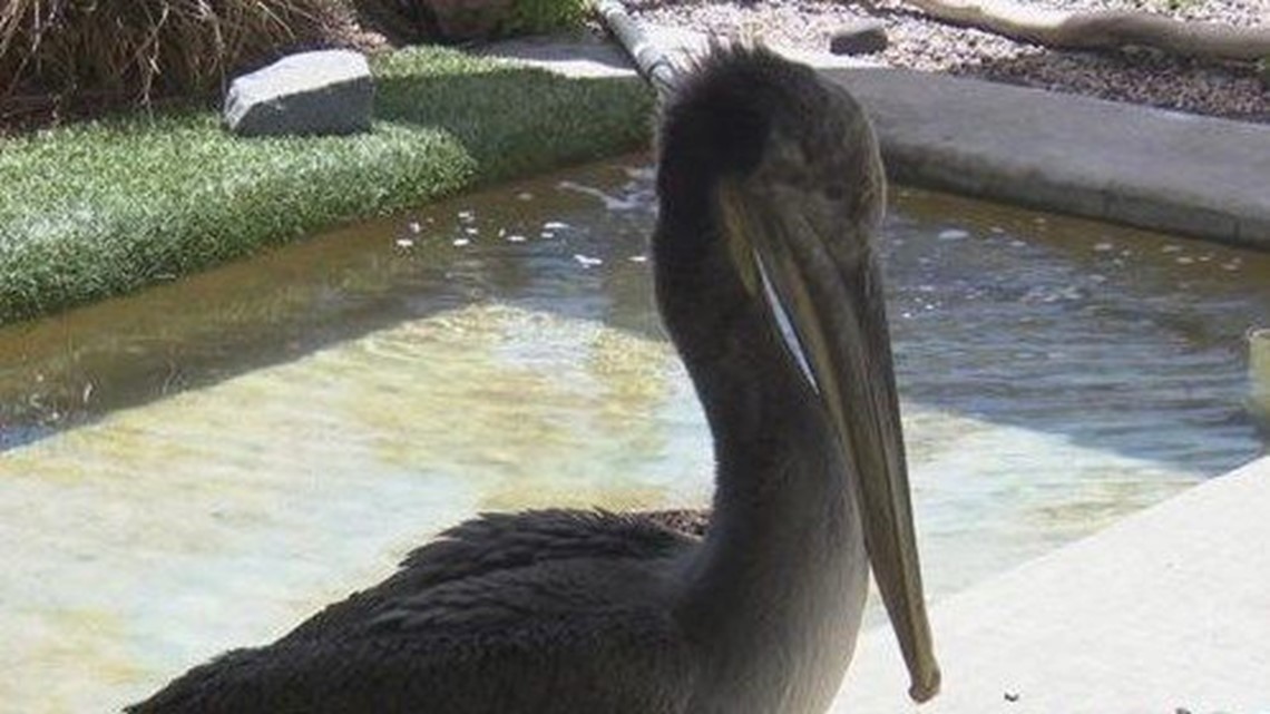 Sick Brown Pelicans flooding San Diego rescue centers | cbs8.com