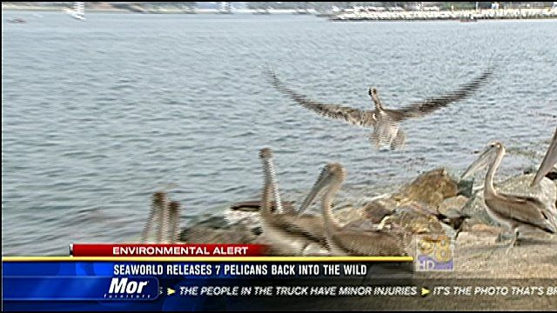 SeaWorld releases 7 pelicans back into the wild | cbs8.com