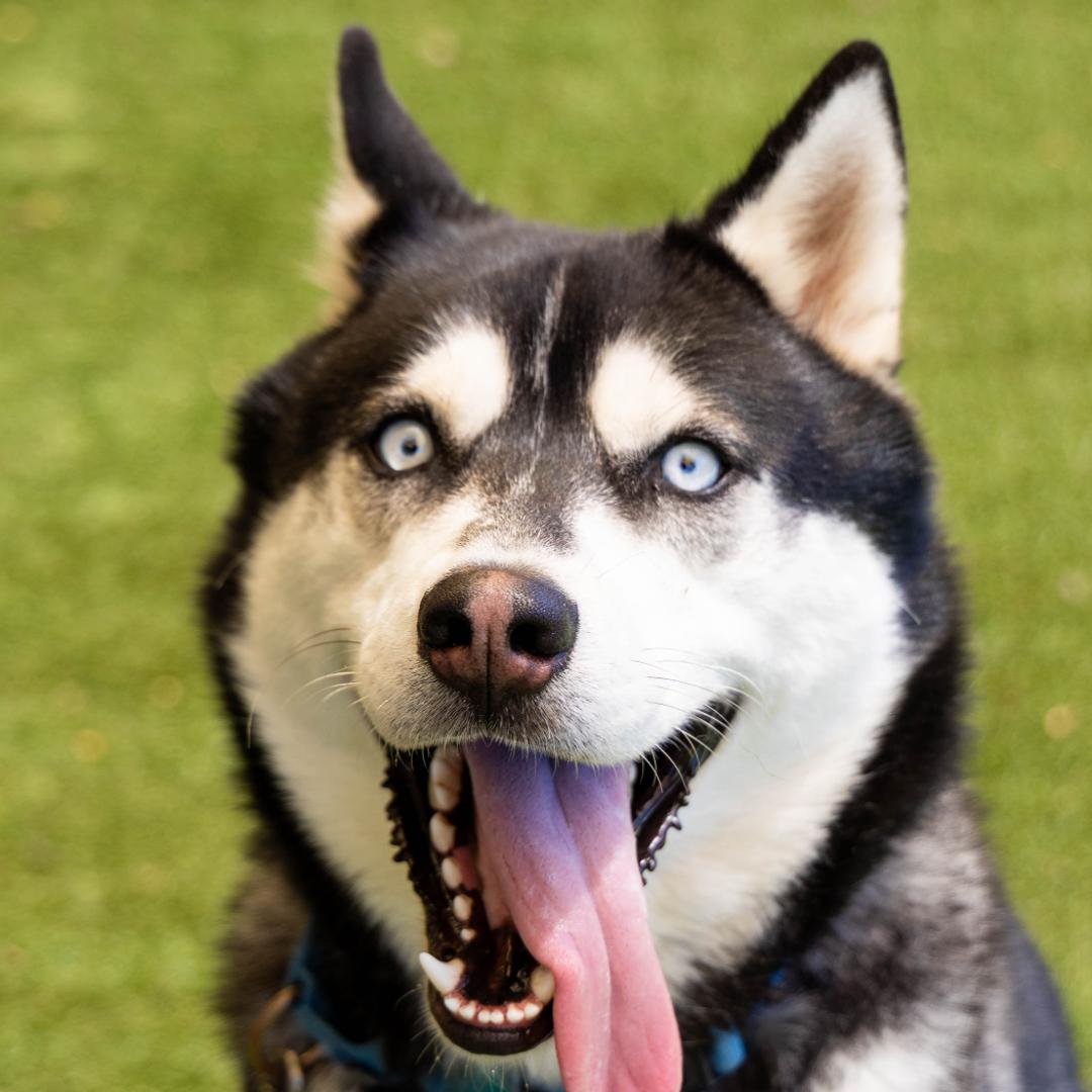 Death penalty considered for Arabella McCormack's adoptive family ...