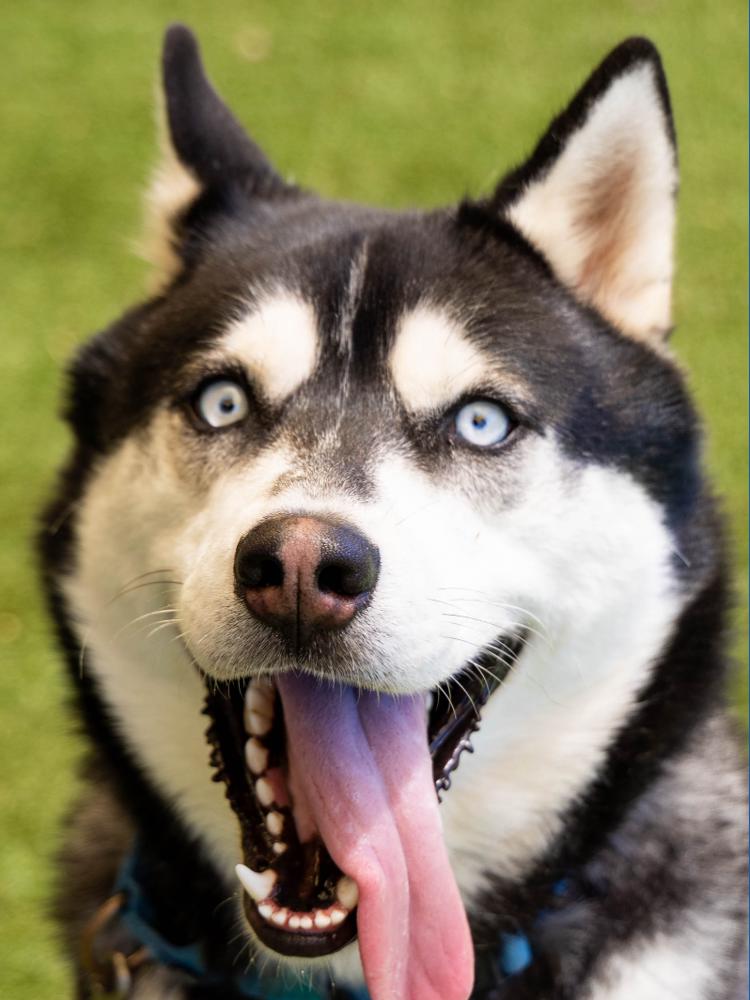 Death penalty considered for Arabella McCormack's adoptive family ...