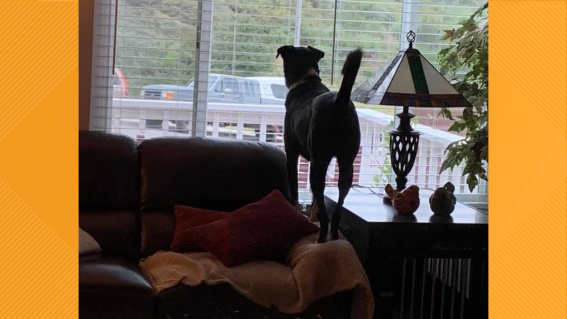 Best Lockdown Pet: A virtual dog show | cbs8.com