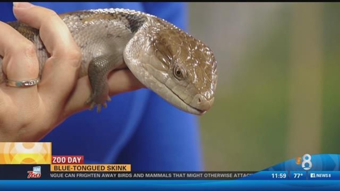 Zoo Day: Blue-tongued skink | cbs8.com