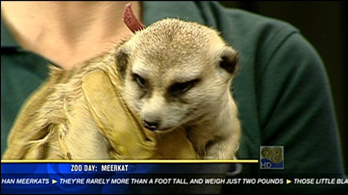 Zoo Day: Meerkats | cbs8.com