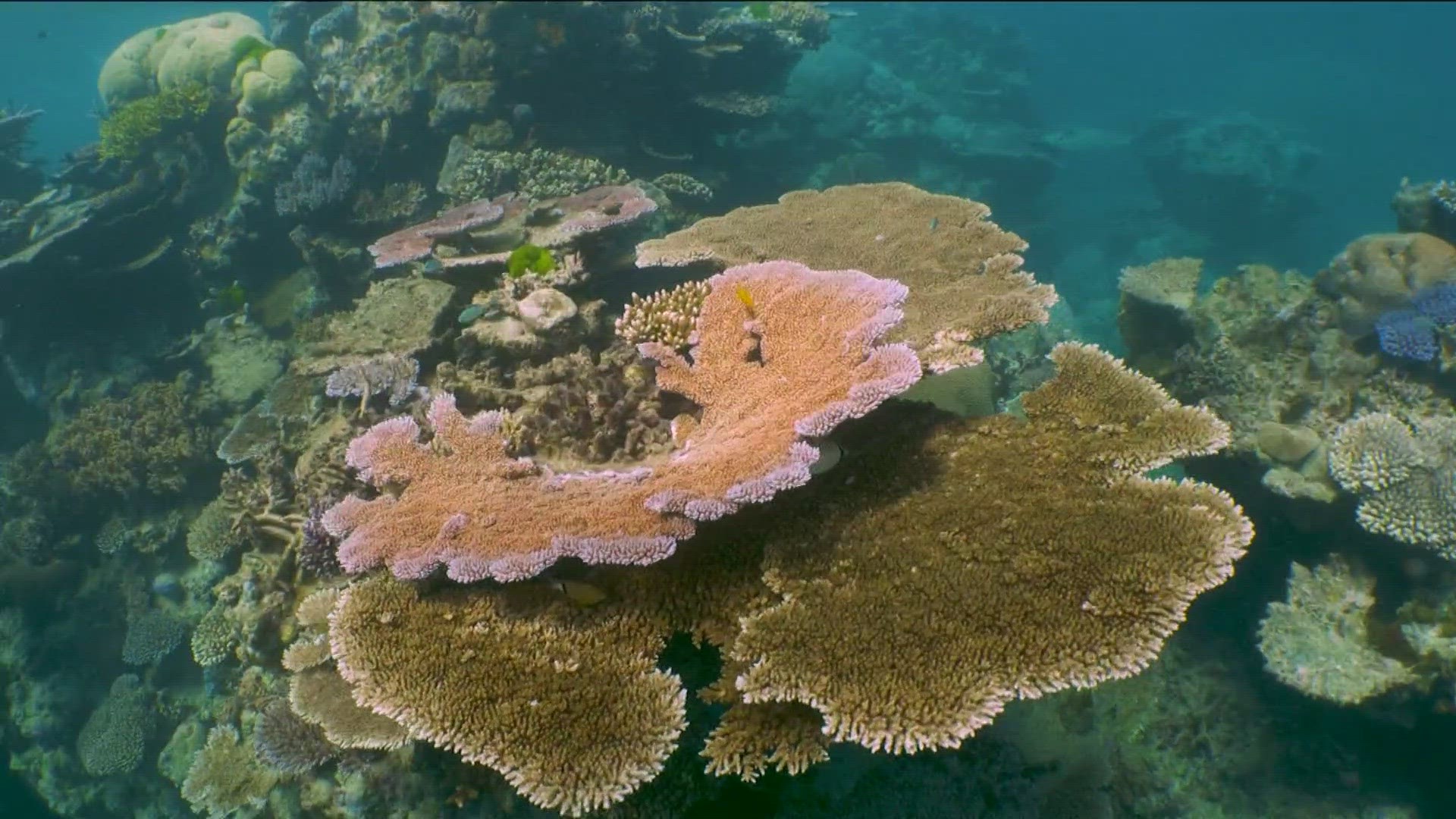 California waves get bigger as Earth warms, research finds | cbs8.com