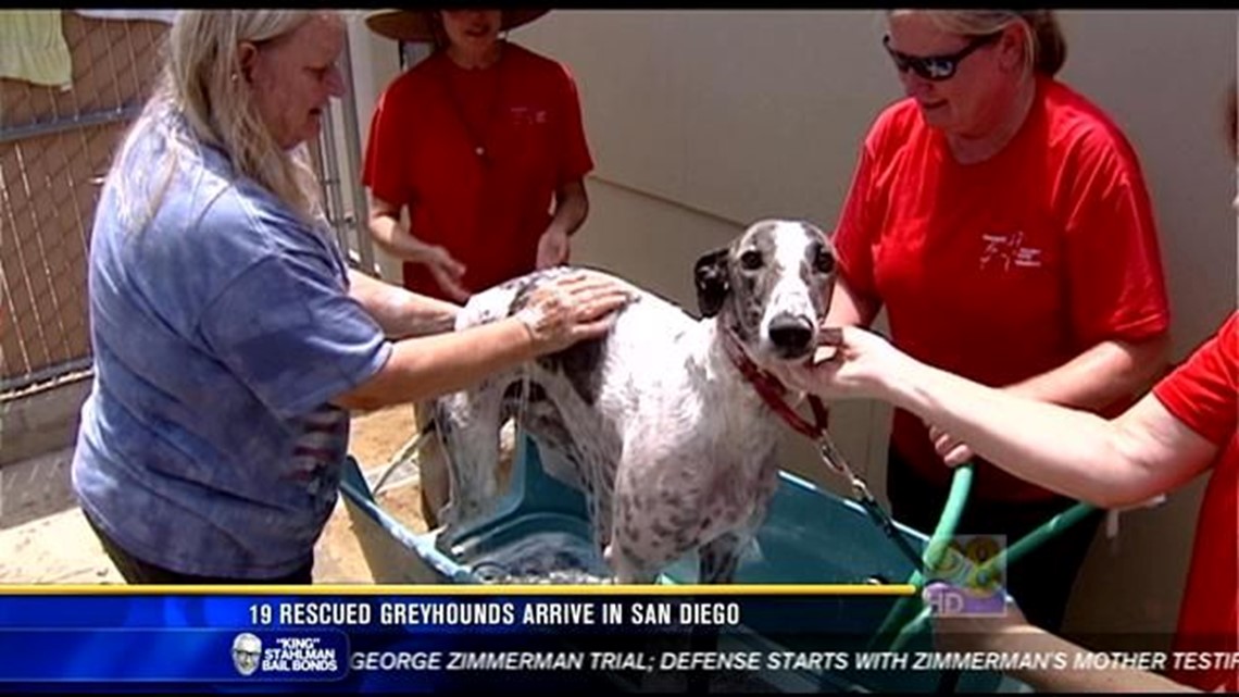 19 rescued greyhounds arrive in San Diego | cbs8.com