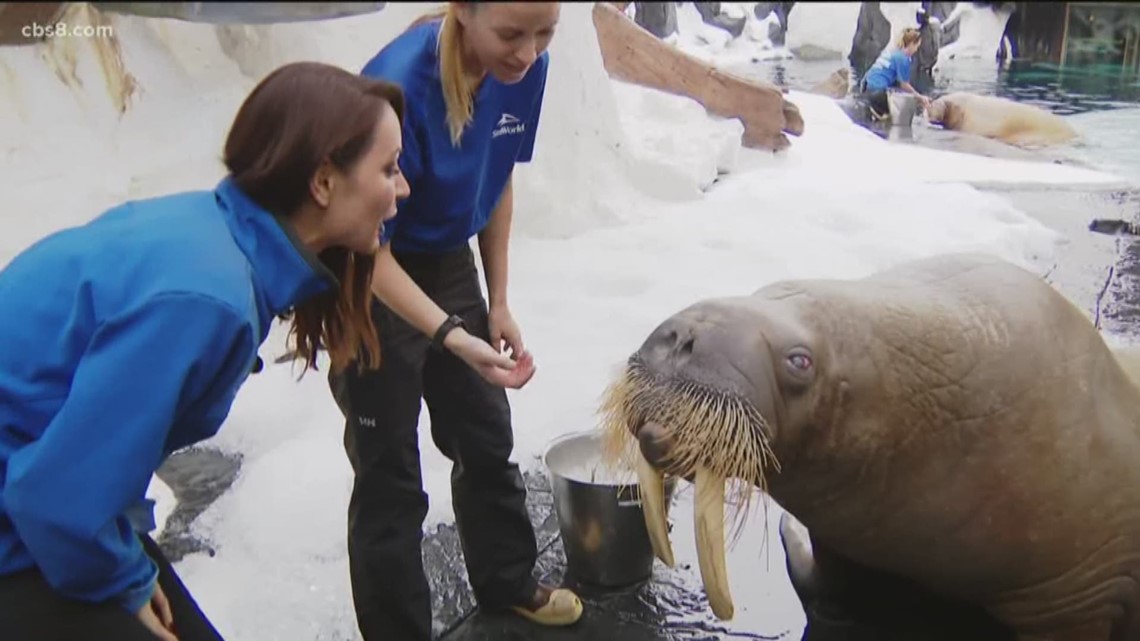 Milkin’ San Diego: Walrus Awareness Week at SeaWorld | cbs8.com