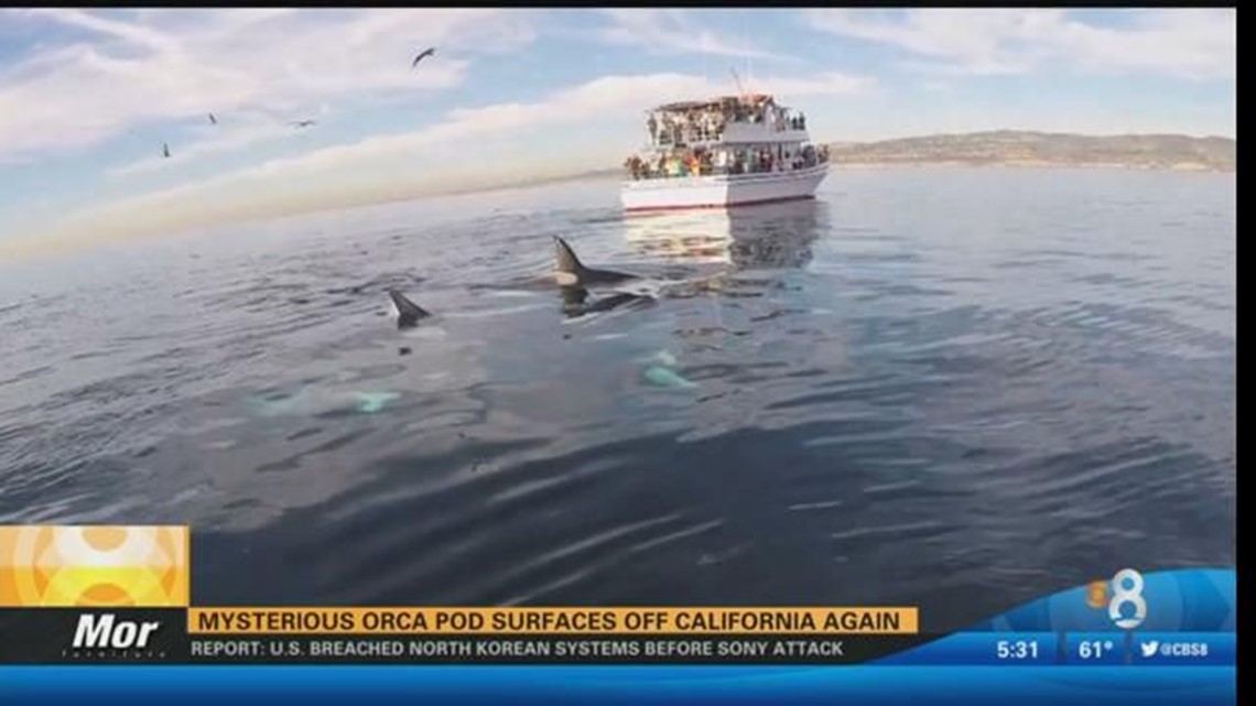 Mysterious orca pod surfaces off California again | cbs8.com