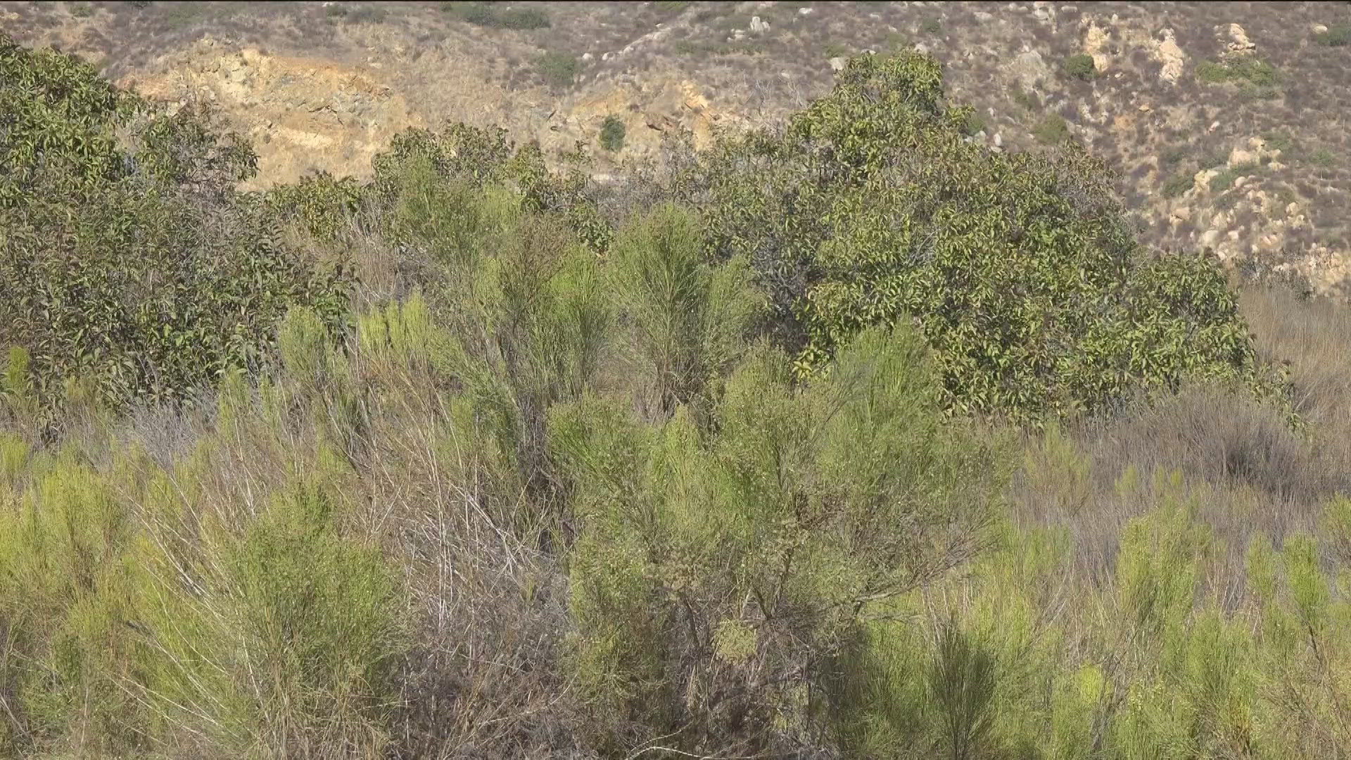 Mission Trails Regional Park Foundation begins $1.4 million fire safety ...