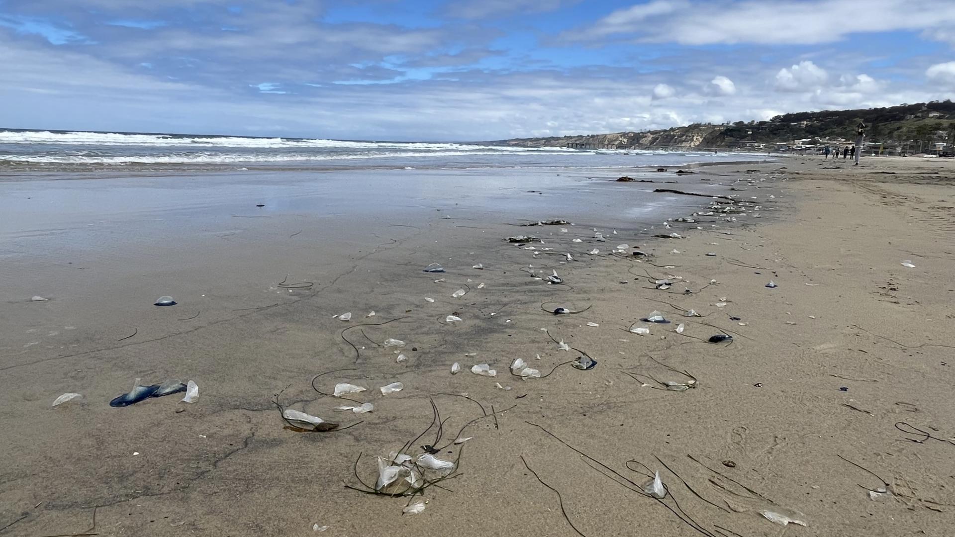 What are the clear, blue things on San Diego beaches? | cbs8.com