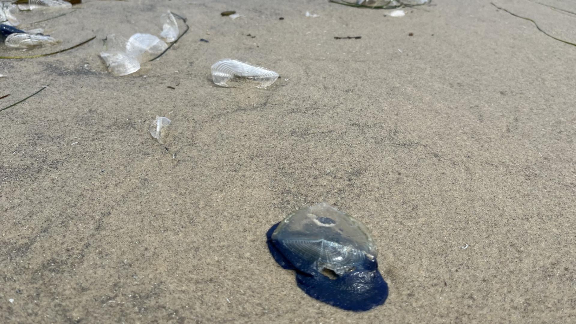 What are the clear, blue things on San Diego beaches? | cbs8.com