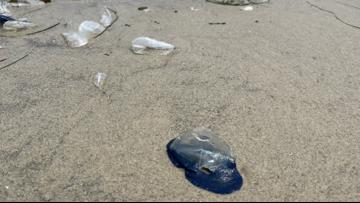 What are the clear, blue things on San Diego beaches? | cbs8.com