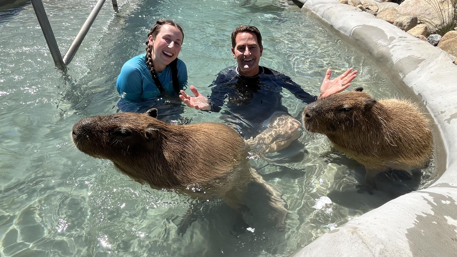 Swim with capybaras at Nurtured by Nature in California | cbs8.com