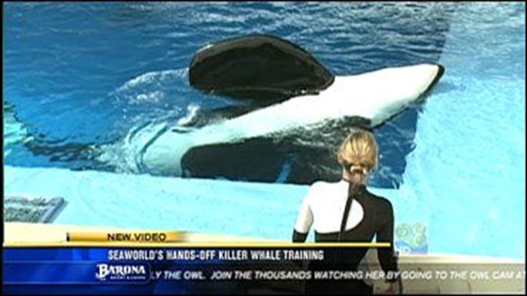 SeaWorld's hands-off killer whale training | cbs8.com