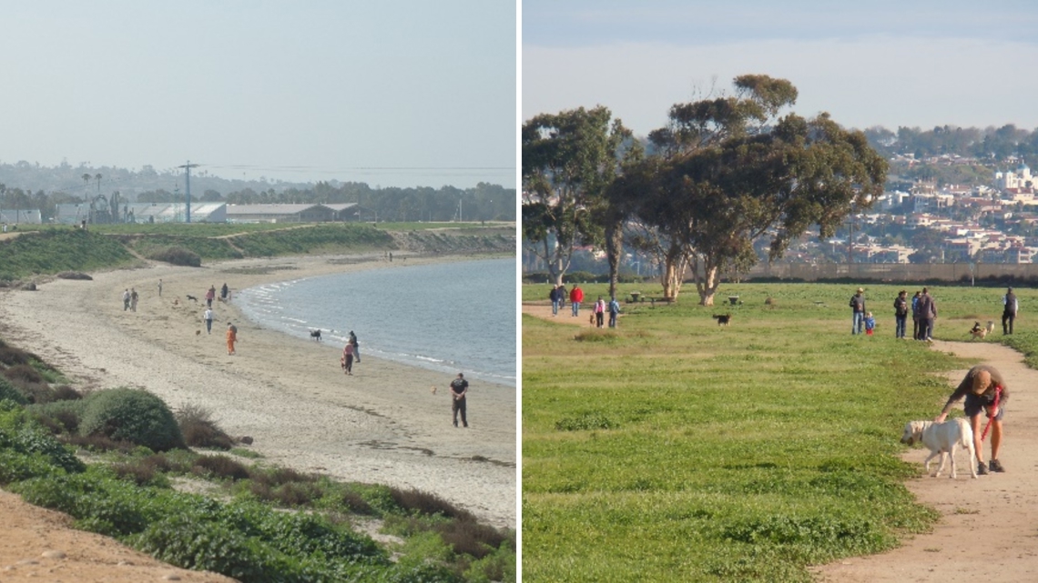 Fiesta Island dog park in San Diego named best in the country | cbs8.com