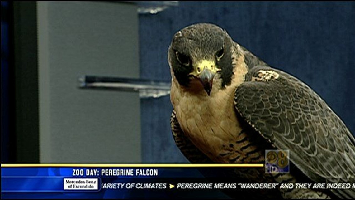 Zoo Day: Peregrine falcon | cbs8.com