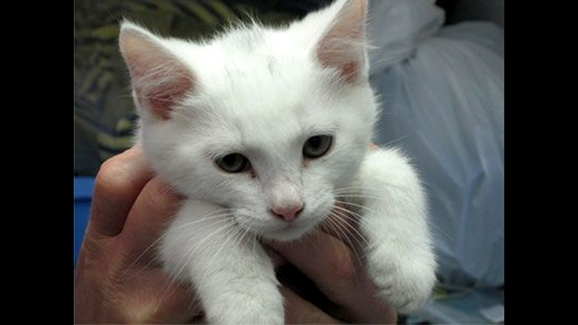 Mikey: Loving and curious kitten | cbs8.com