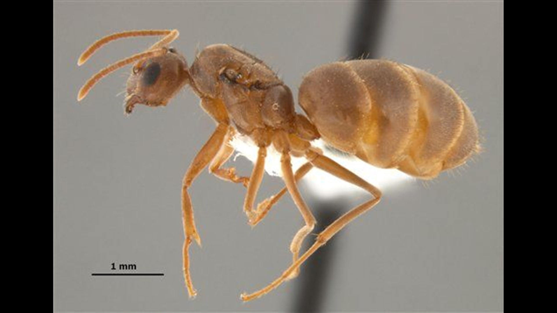 Hairy, crazy ants invade from Texas to Miss. | cbs8.com