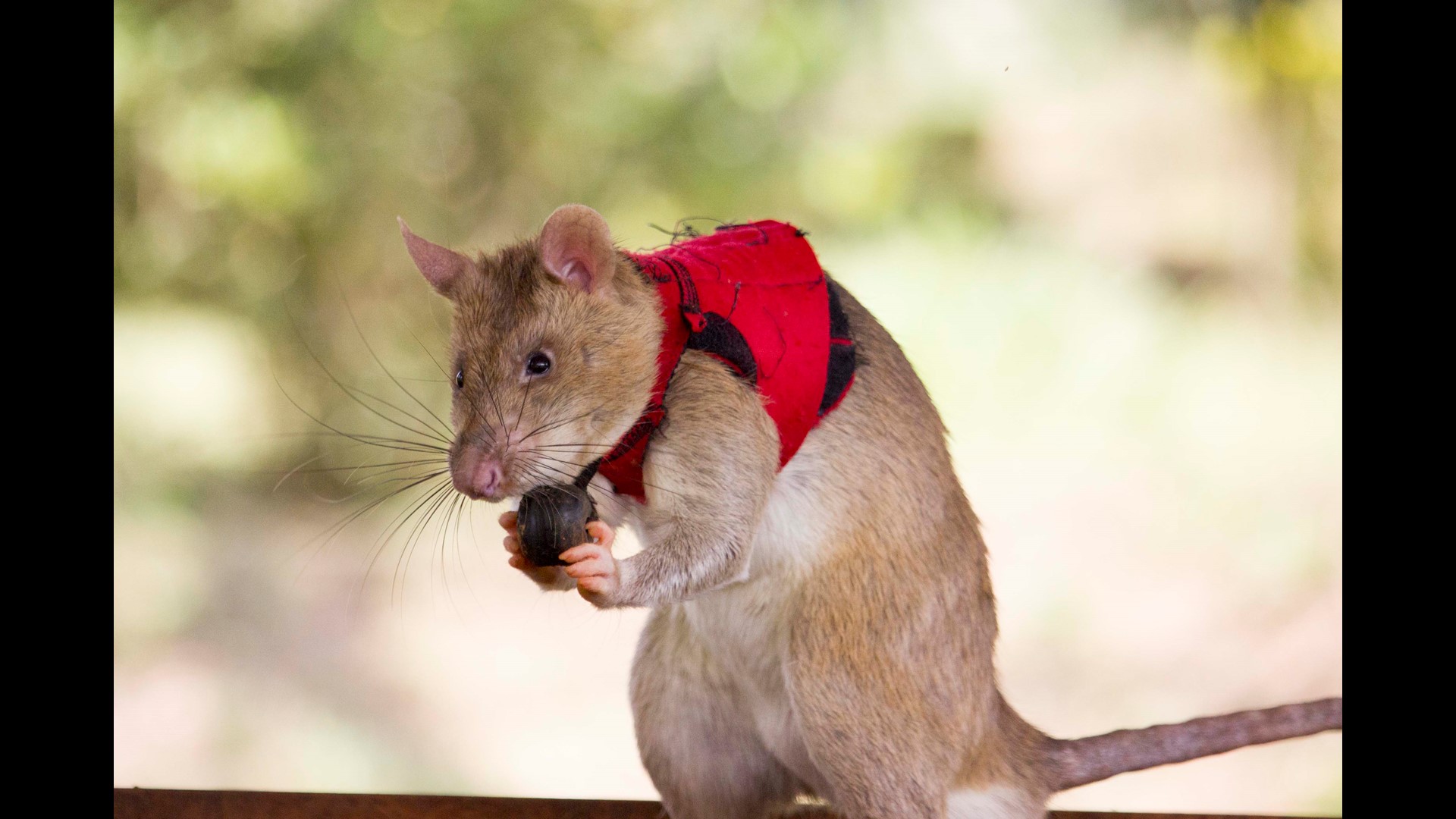 How 'Hero Rats' help in wildlife trafficking | cbs8.com