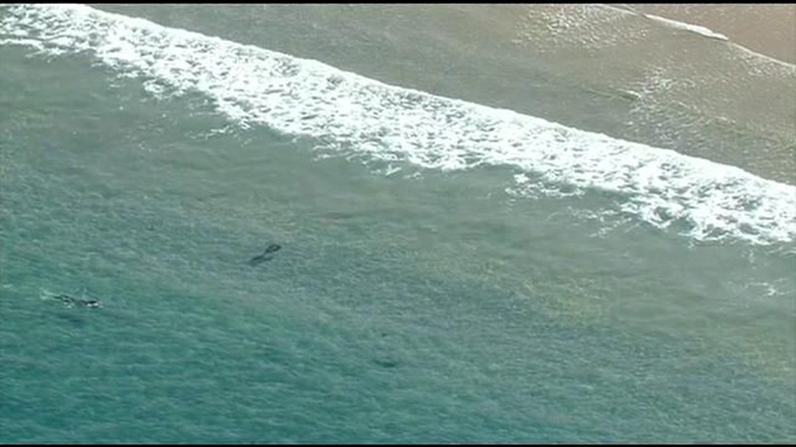 Scores of leopard sharks move towards La Jolla Shores | cbs8.com
