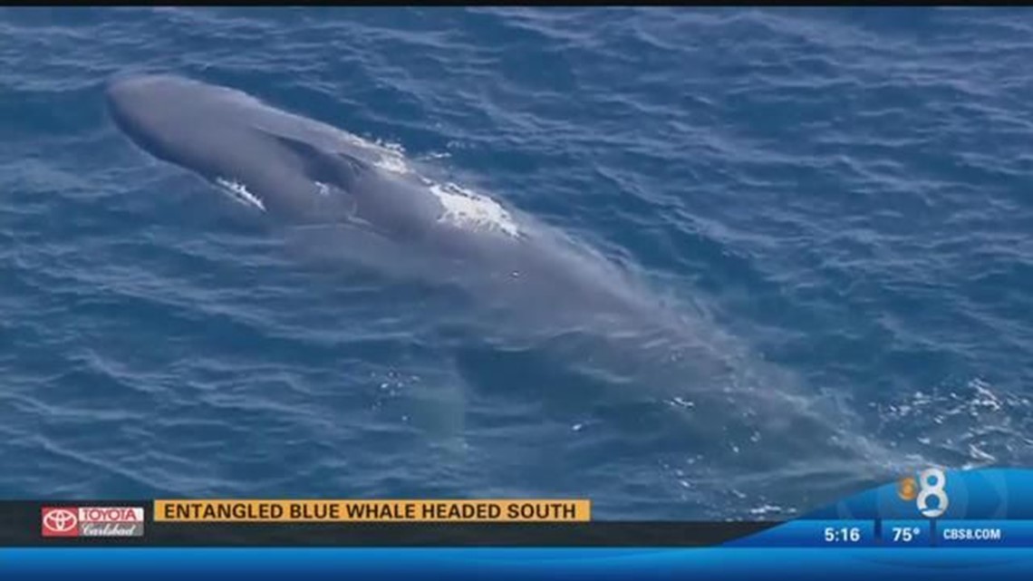 Rescuers must try again to free entangled blue whale | cbs8.com