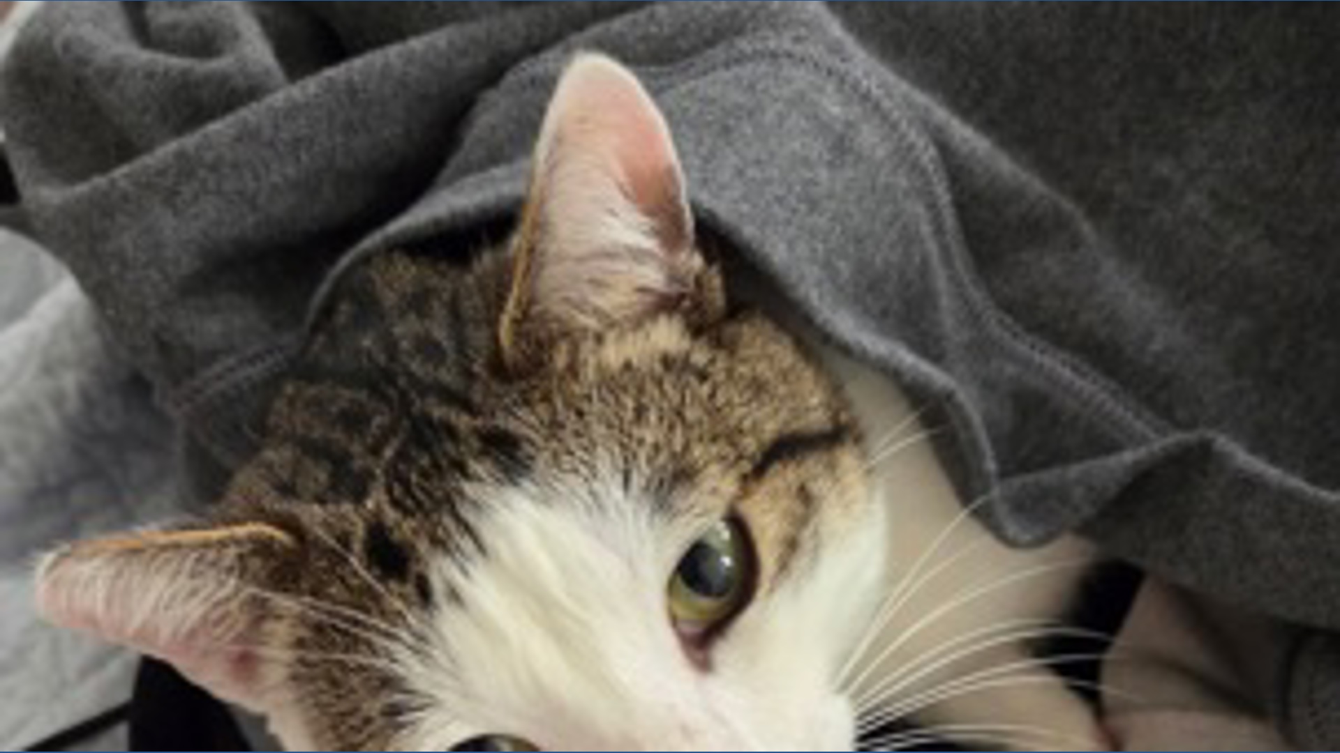 Blue needs a home | cbs8.com