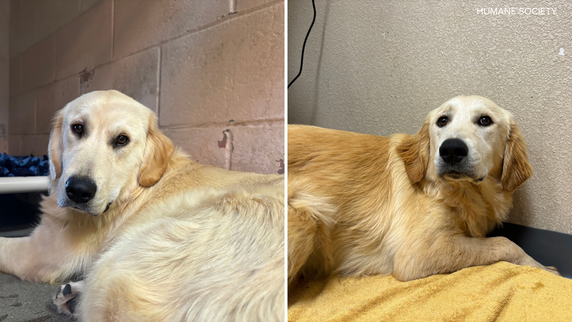 Humane Society seeks info about owners of 2 Golden Retrievers | cbs8.com