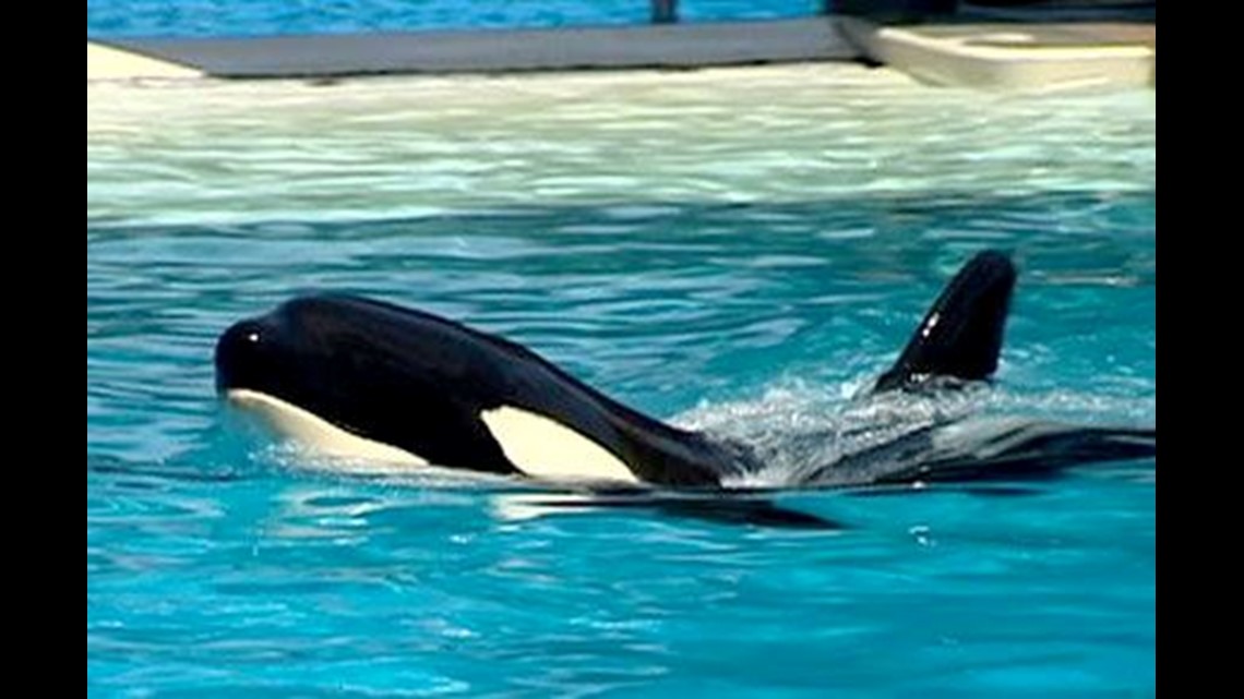 Report recommends approving bigger SeaWorld orca tanks | cbs8.com