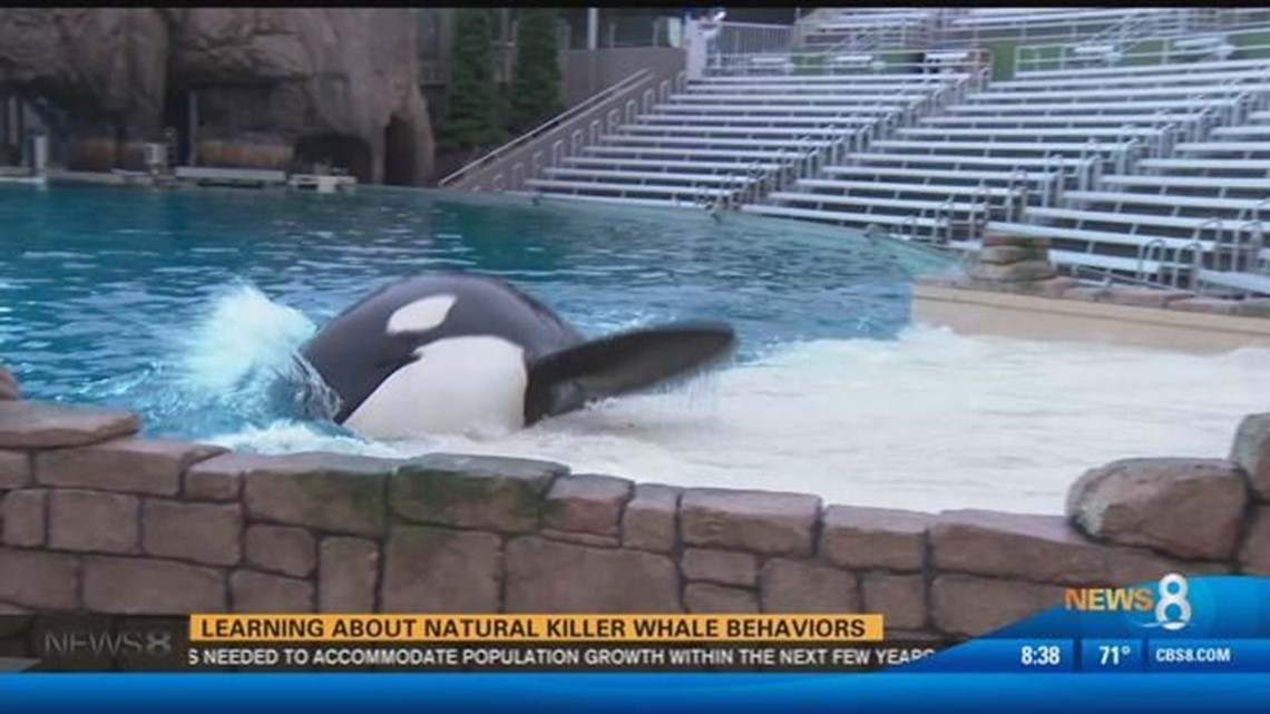 Kids experience new Orca Encounter at SeaWorld | cbs8.com